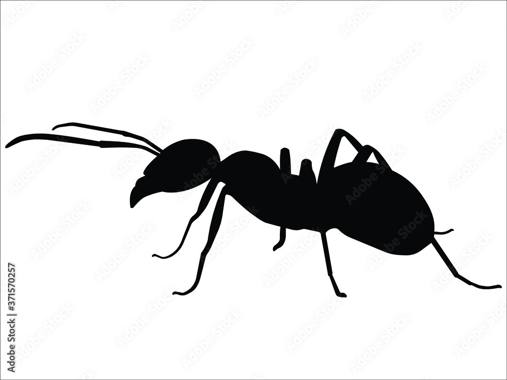 Ant black silhouette Vector illustration. Icon insect ant side view ...