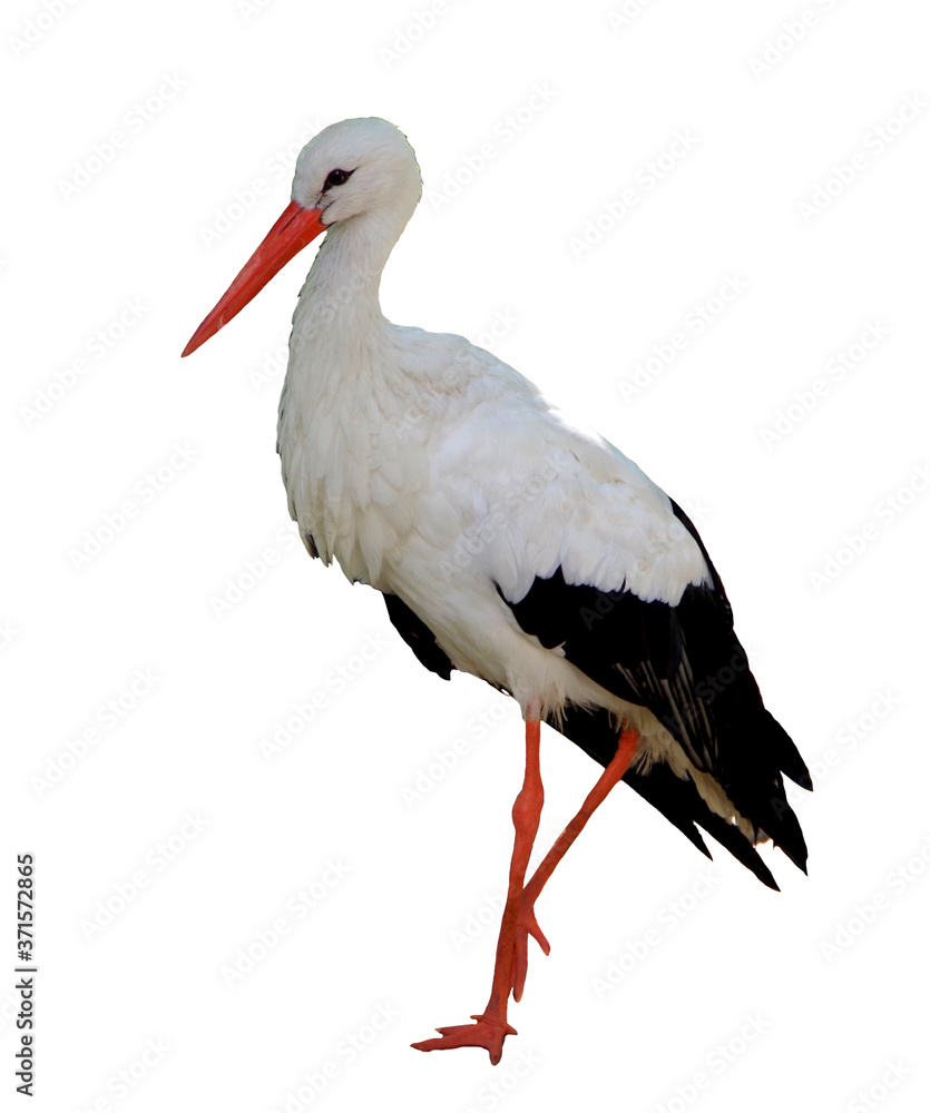 White stork isolated on white background. Stock Photo | Adobe Stock