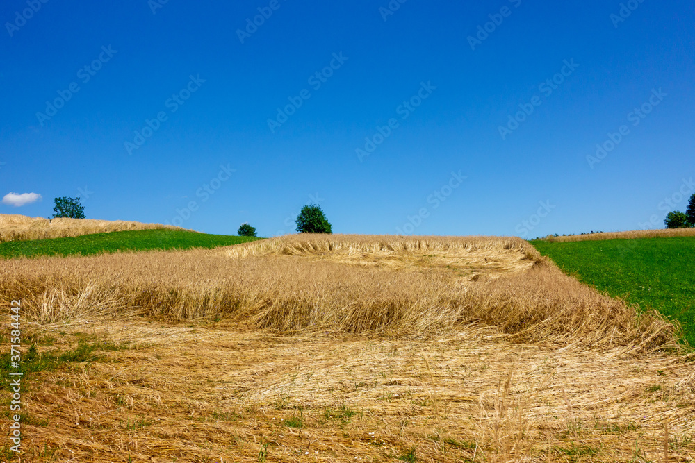 Weizenfeld nach einem Unwetter Stock Photo | Adobe Stock