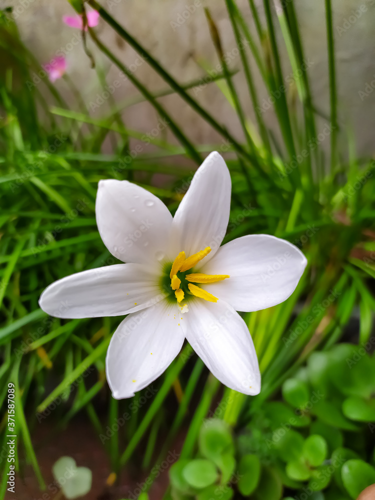 Autumn zephyrlily flower in a blur background. scientific name is ...