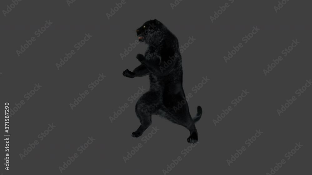 Panther Dancing CG fur, 3d rendering, animal realistic CGI VFX ...