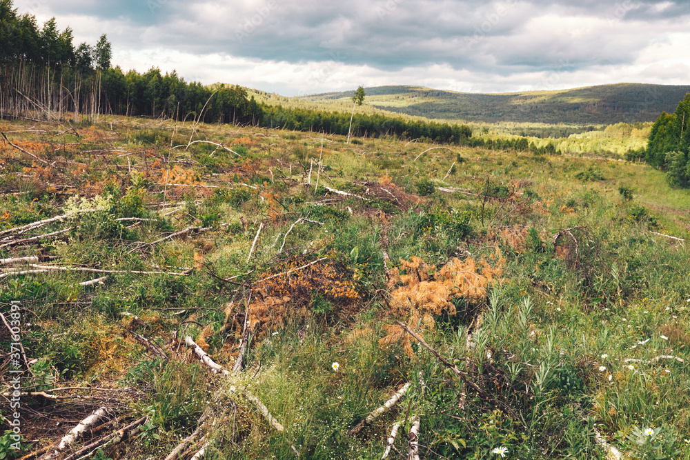Cutting down and thinning trees in a large clearing in the forest ...