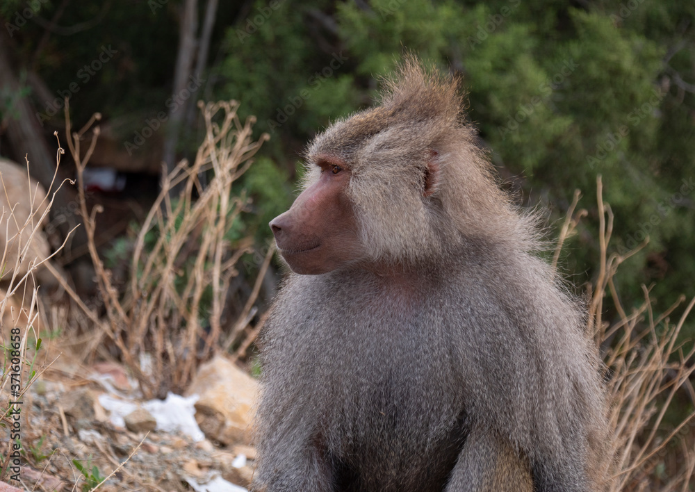 Baboons up in the Al Hada Mountains in the Taif region of Saudi Arabia ...