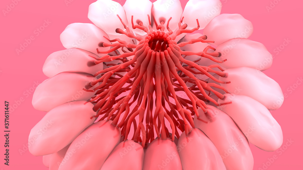 Female Breast Anatomy, Mammary, Boob, Body, Organs, Physical, Sickness ...