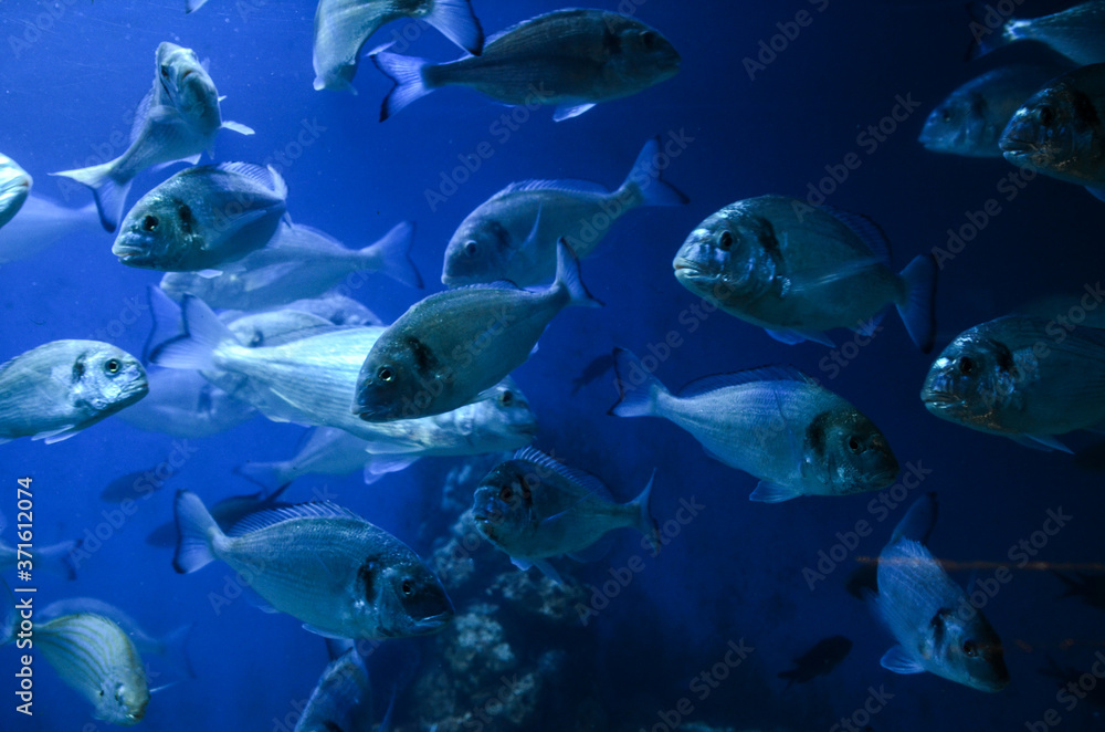 Group of fishes swimming in an aquarium. Fish in the water. A school of ...