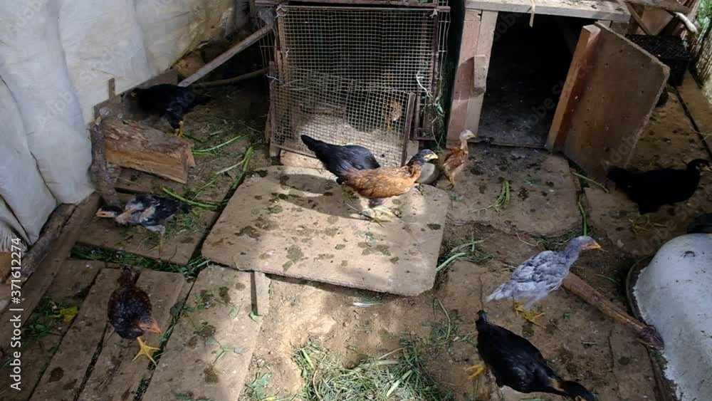 Young chickens walking in the aviary. Coop for chicks. Aviary in a ...