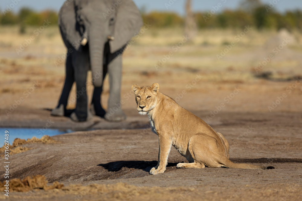 Lioness Side View
