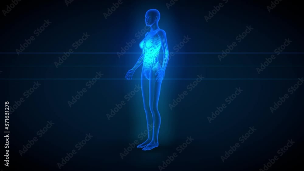 3 different 3D seamless looping animations in 1, female body rotating ...