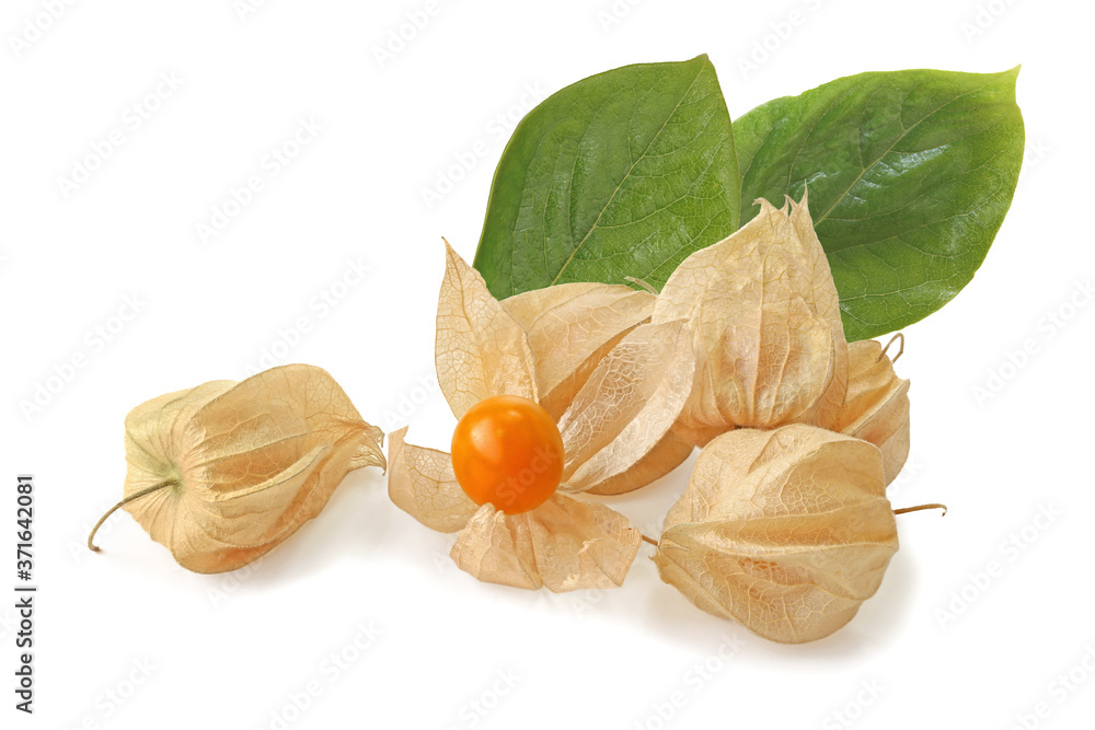 Cocons and open cocoon of cape gooseberry with leaves isolated on white ...