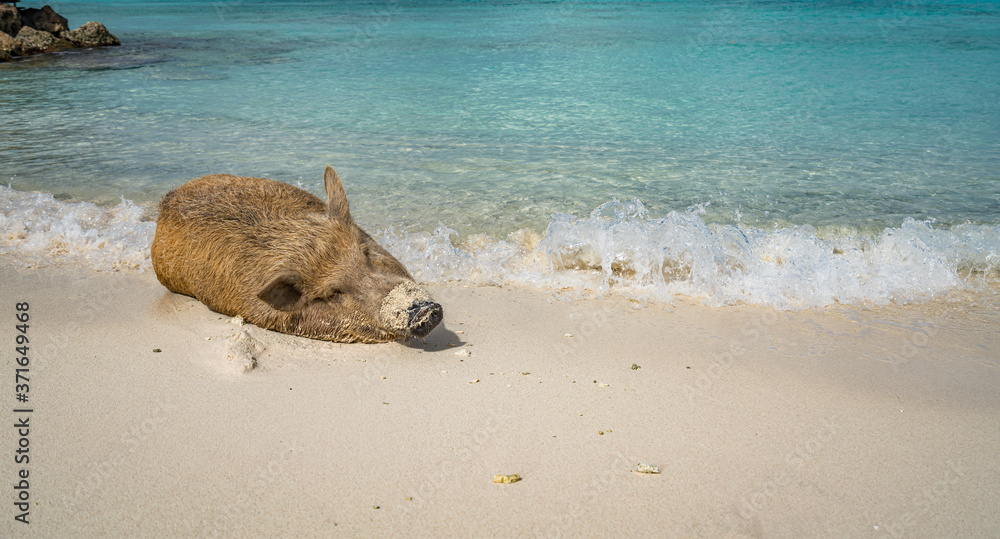 wild pigs on the beach Views around the Caribbean island of Curacao ...