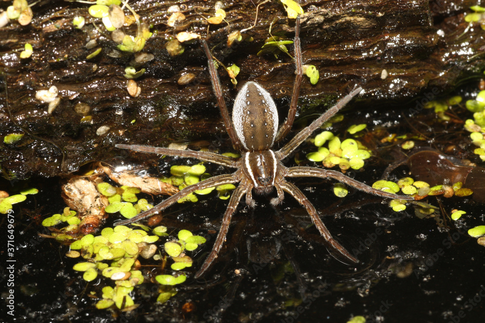 Six-spotted fishing spider (Dolomedes triton) hunting at night. Its ...