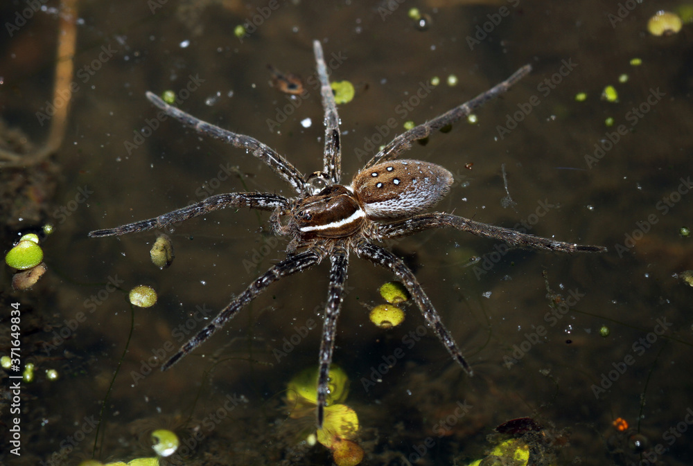 Fishing spiders can "walk on water" supported by the surface tension of ...