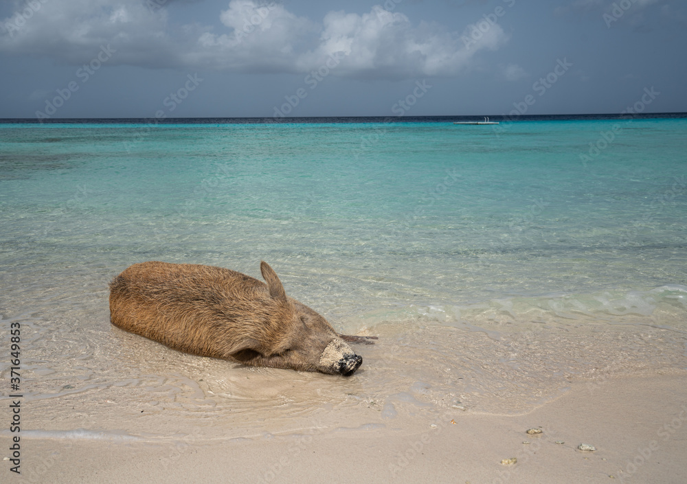 wild pigs on the beach Views around the Caribbean island of Curacao ...