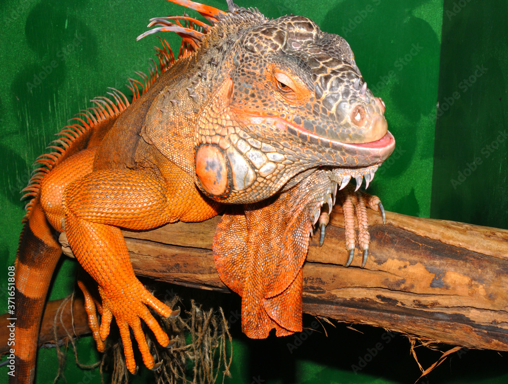 Red Iguana Full Grown