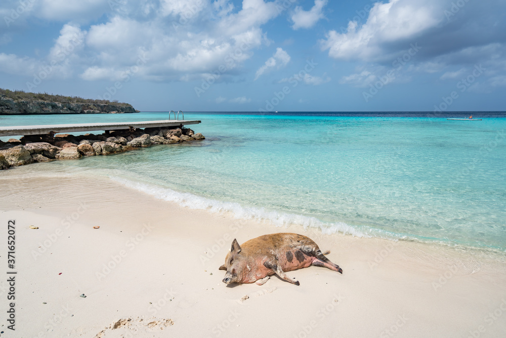 Wild Pigs on the beach - Views around the Caribbean island of Curacao ...