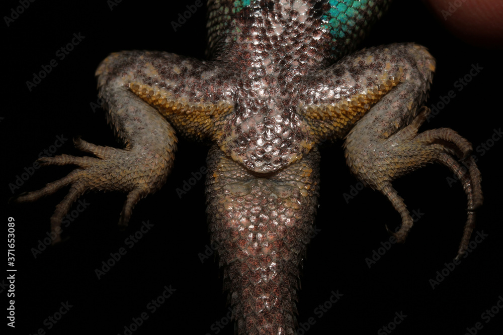 Enlarged post anal scales and waxy secretions from femoral pores shown ...