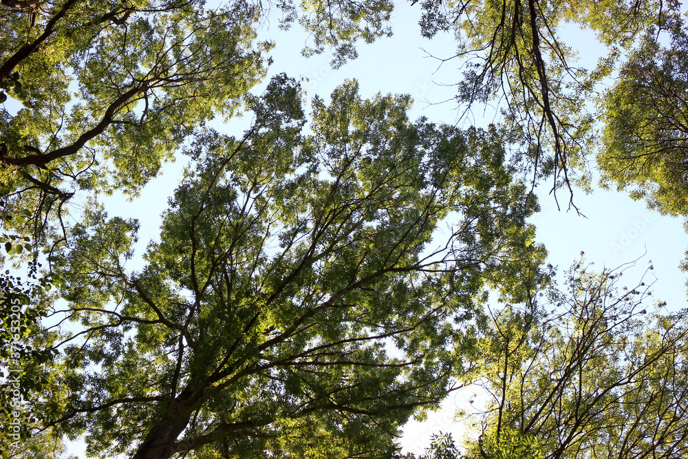 bottom view of ash trees showing crown shyness in clear sky Stock Photo ...