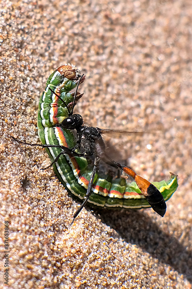 The sand Wasp is an insect that burrows in the sand. The wasp drags the ...