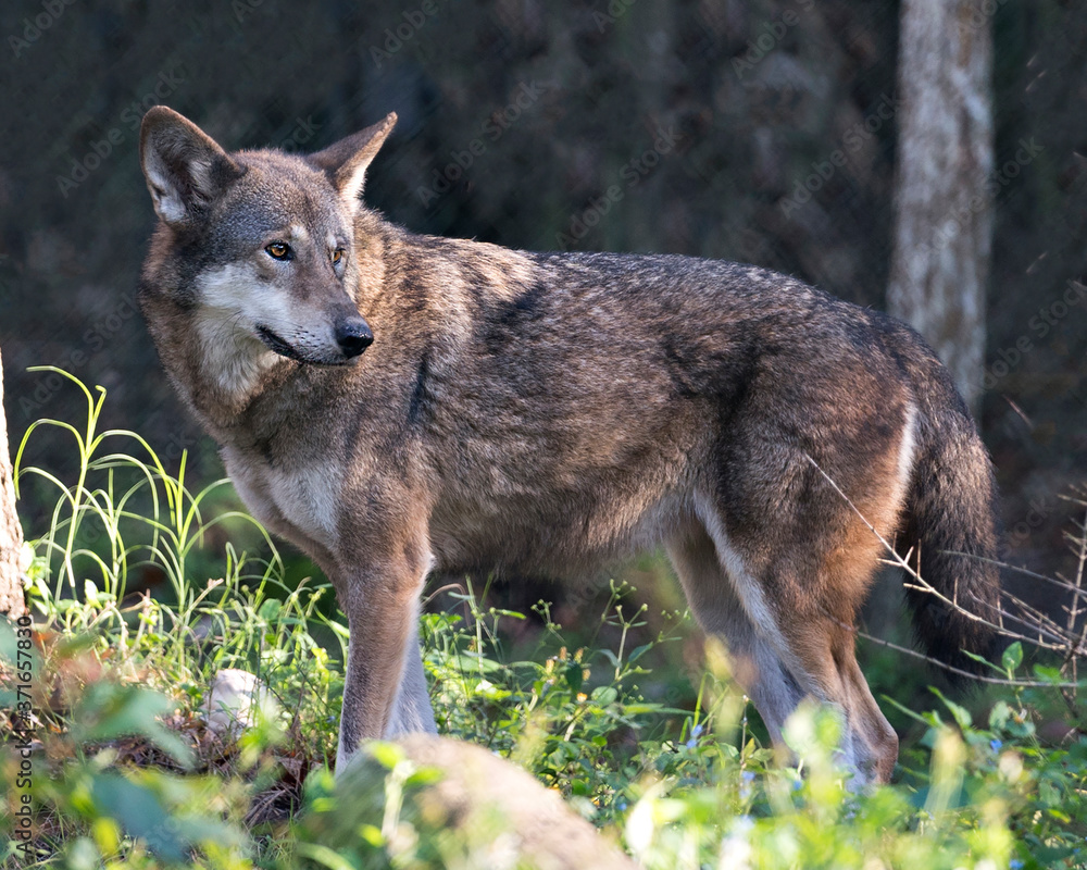 Red Wolf Animal Stock Photos. Red Wolf walking in the field with a ...