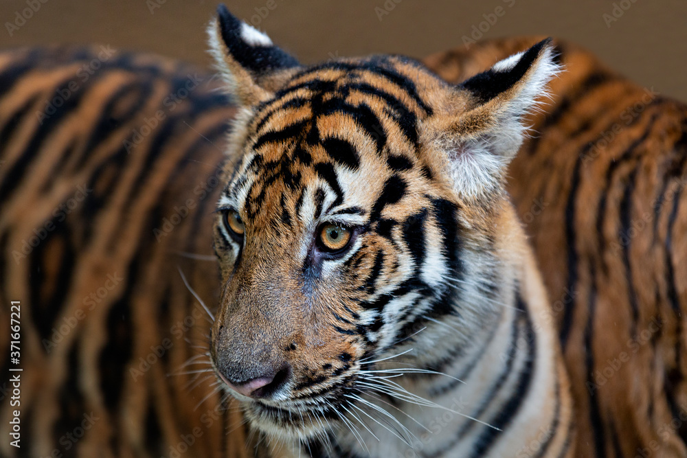 Indochinese baby tigers known as Panthera Tigris Corbetti in latin ...