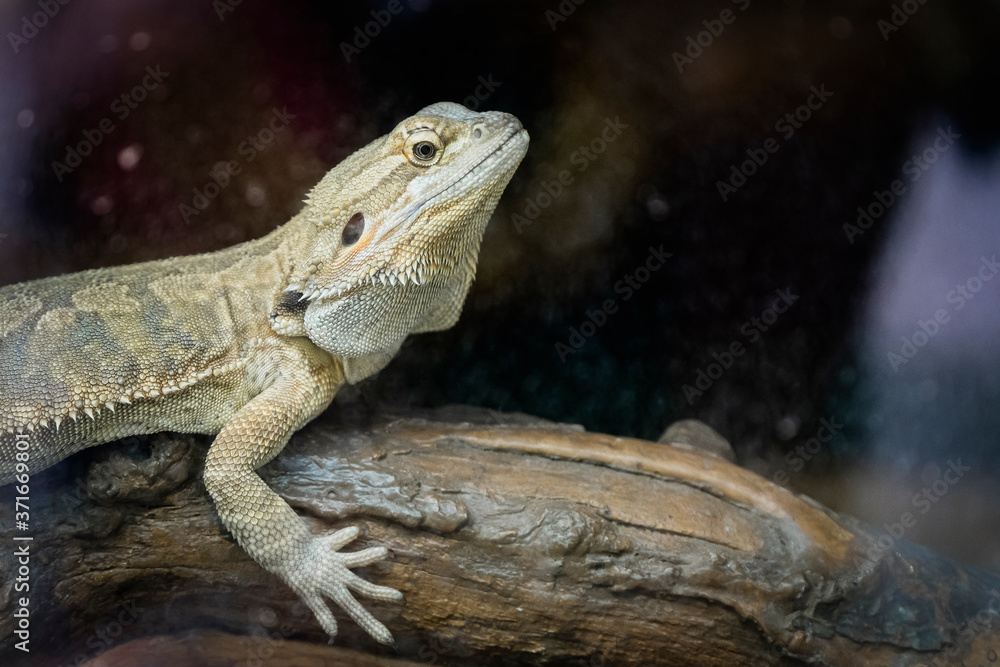 Portrait d'un dragon barbu ou agame barbu dans un terrarium Stock Photo ...