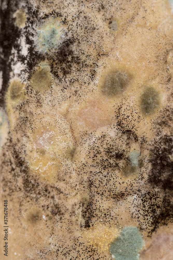 Bread mold, Rhizopus, fungi on an aged bread. Close up photo of a ...