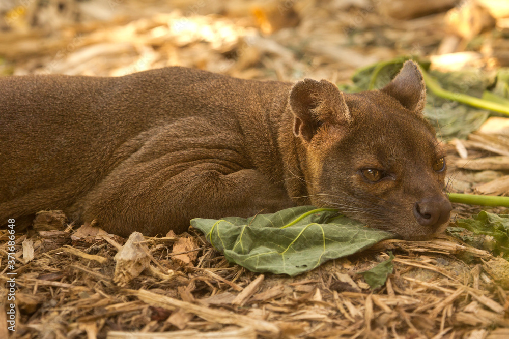 The fossa (Cryptoprocta ferox) in zoo of Paris, France. Stock Photo ...