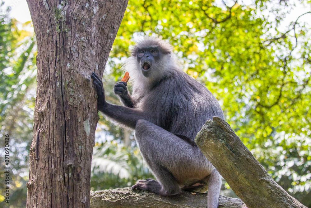The purple-faced langur (Semnopithecus vetulus) is a species of Old ...