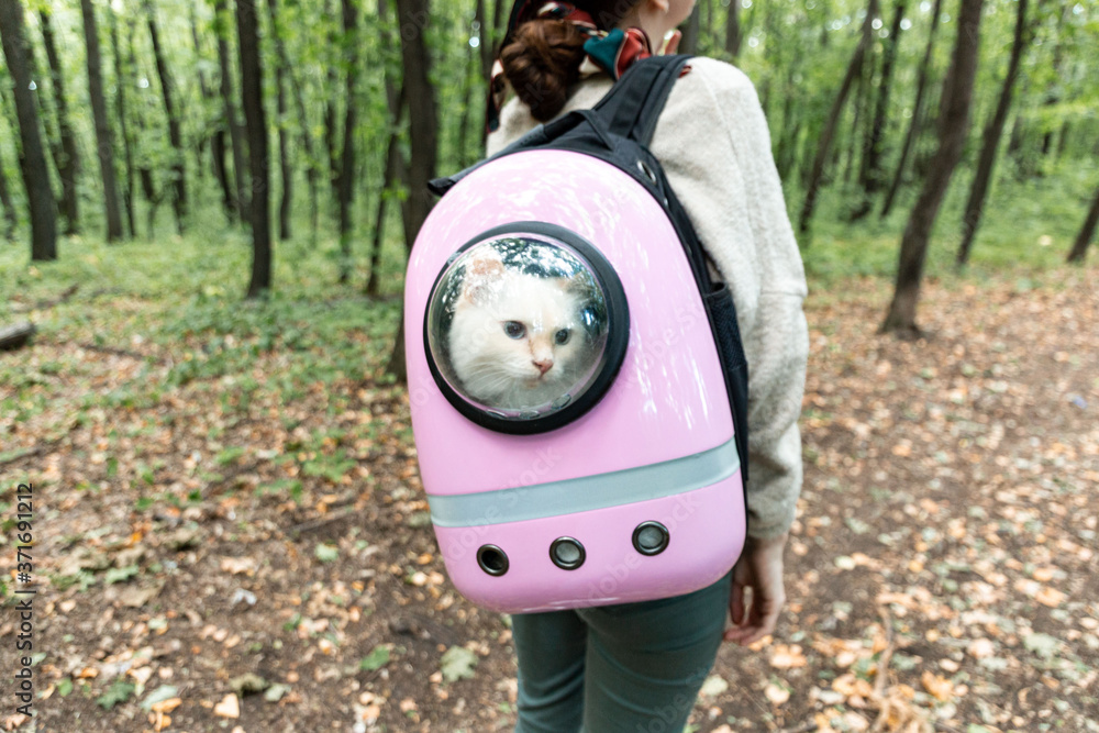 White cute cat looking outside from cat backpack with transparent ...