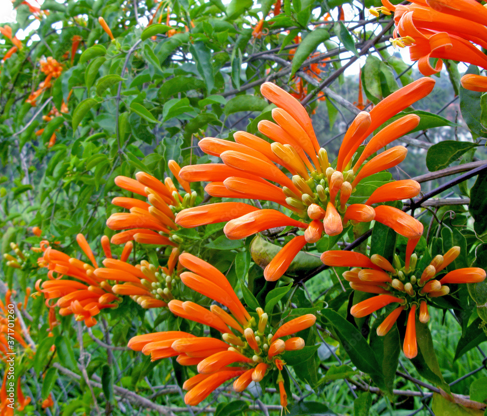 Pyrostegia Venusta