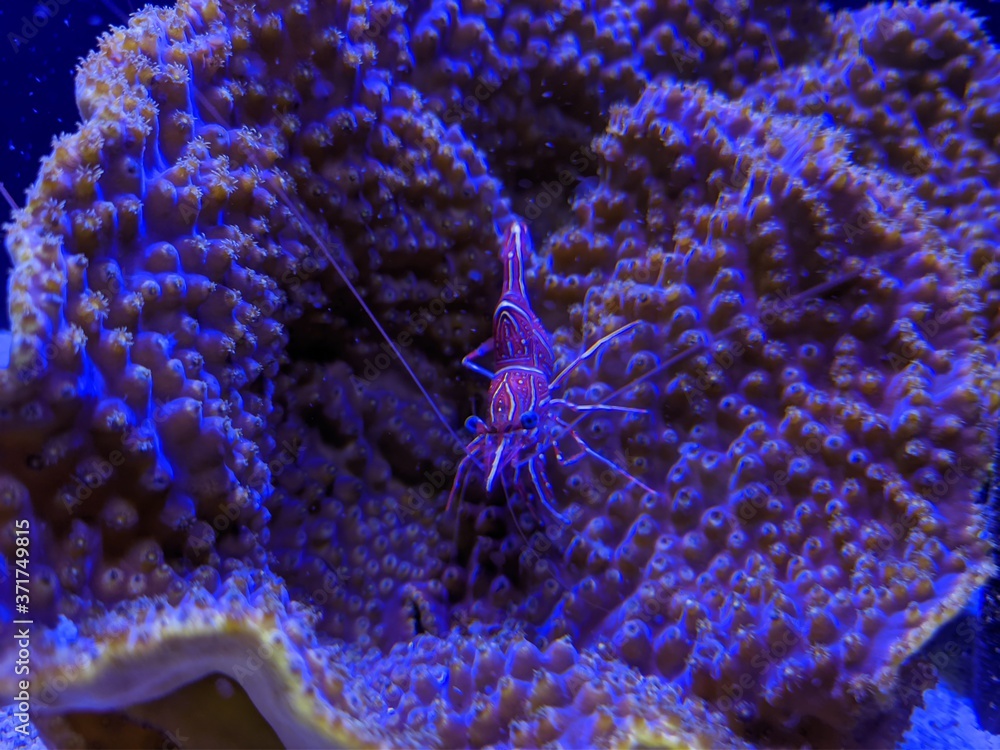 Musée océanographique de Monaco monte Carlo, poissons Némo, crabe ...