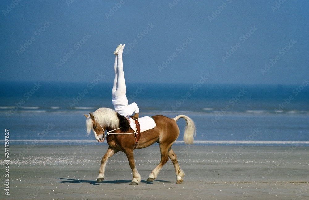 Teenager, mounted gymnastics, voltige with Haflinger Horse, Deauville ...