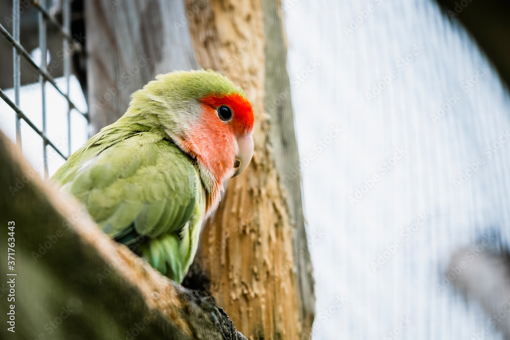 Perruche colorée inséparable rose gorge ou agapornis roseicollis foto ...