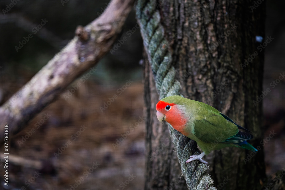 Perruche colorée inséparable rose gorge ou agapornis roseicollis Stock ...
