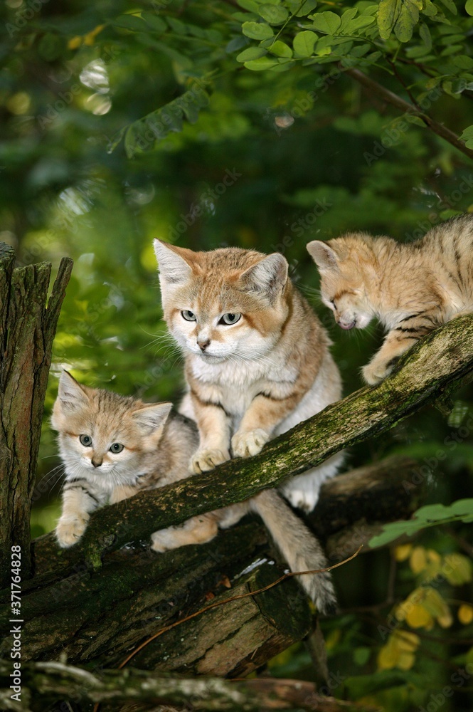 Sand Cat, felis margarita, Female with Youngs standing on Branch Stock ...