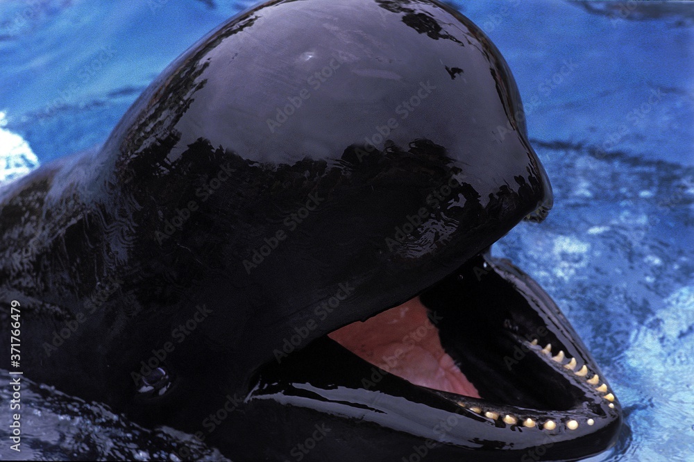 Long-Finned Pilot Whale, globicephala melaena with Open Mouth Stock ...