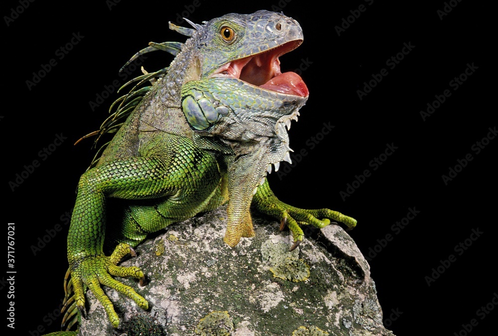 Poster Green Iguana, iguana iguana, Defensive Posture, with Open Mouth ...