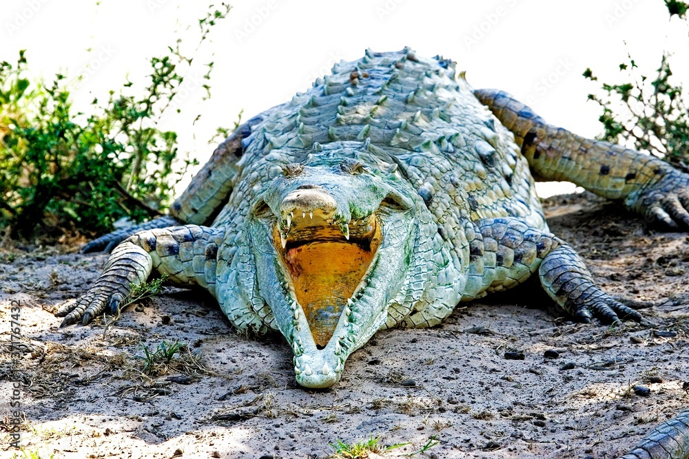 Orinoco Crocodile, crocodylus intermedius, Adult with Open Mouth ...