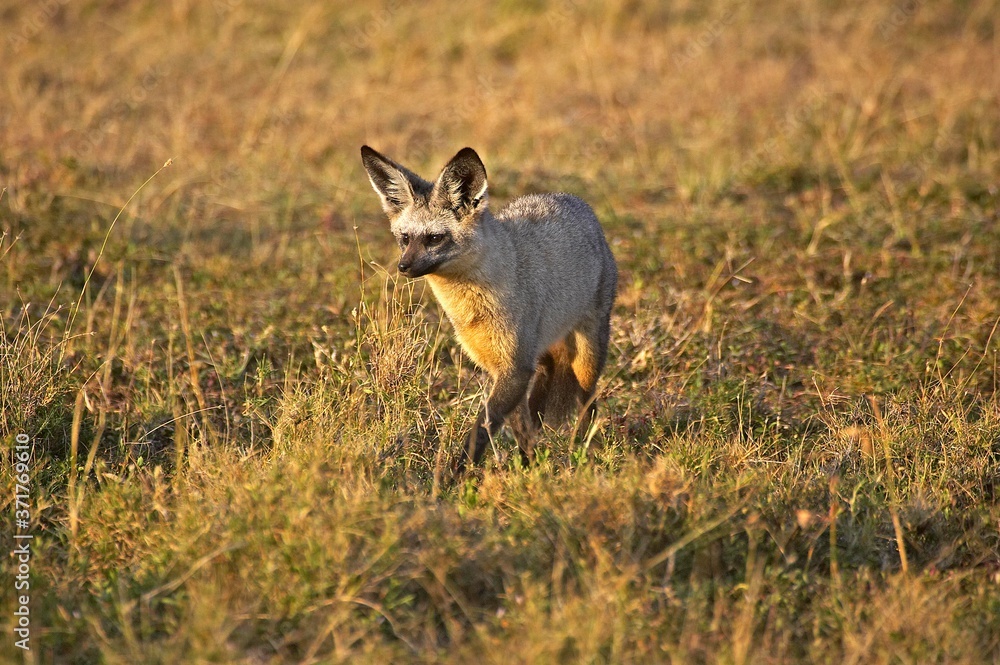 Bat Eared Fox, otocyon megalotis, Masai Mara Park in Kenya Stock Photo ...