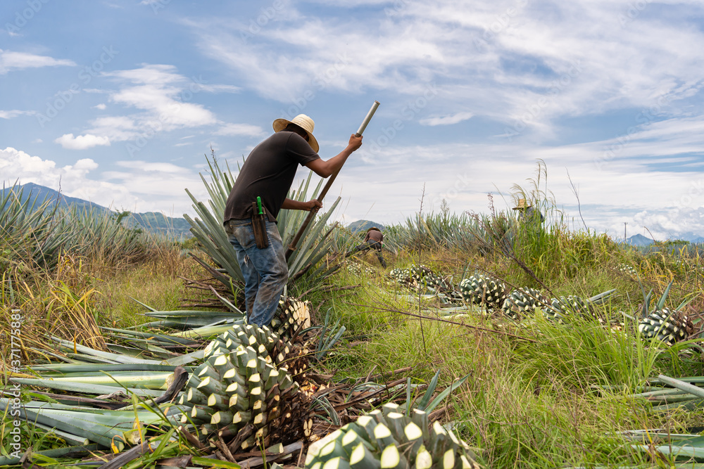 Fotografia do Stock: Campesinos están jimando el agave en el campo del ...