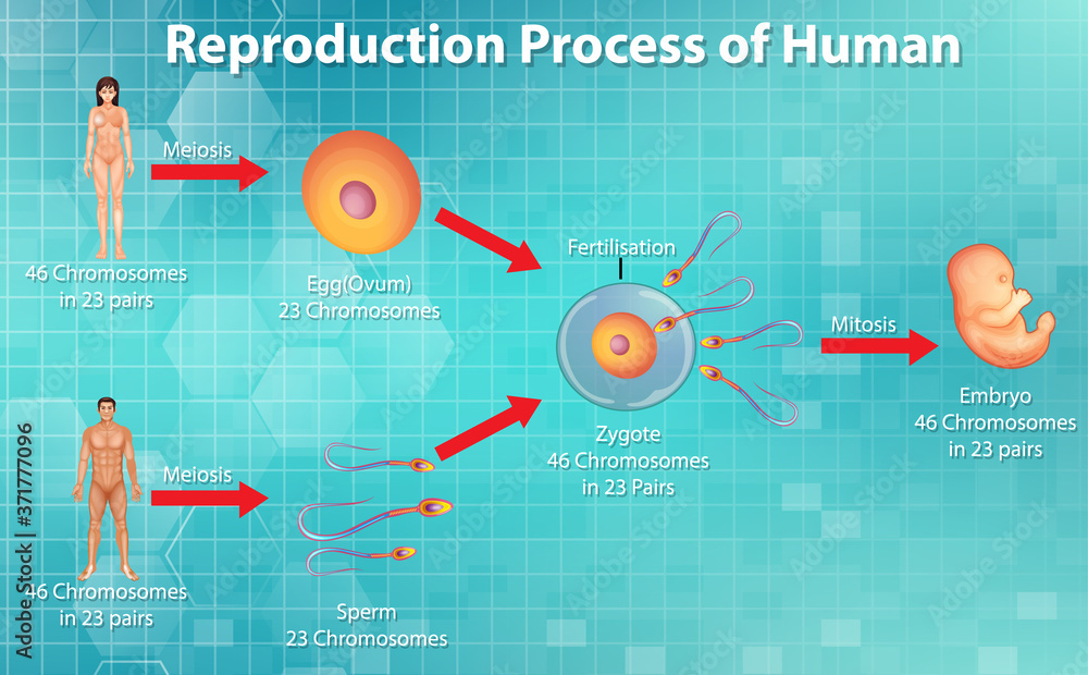 Reproductive process of human Stock Vector | Adobe Stock