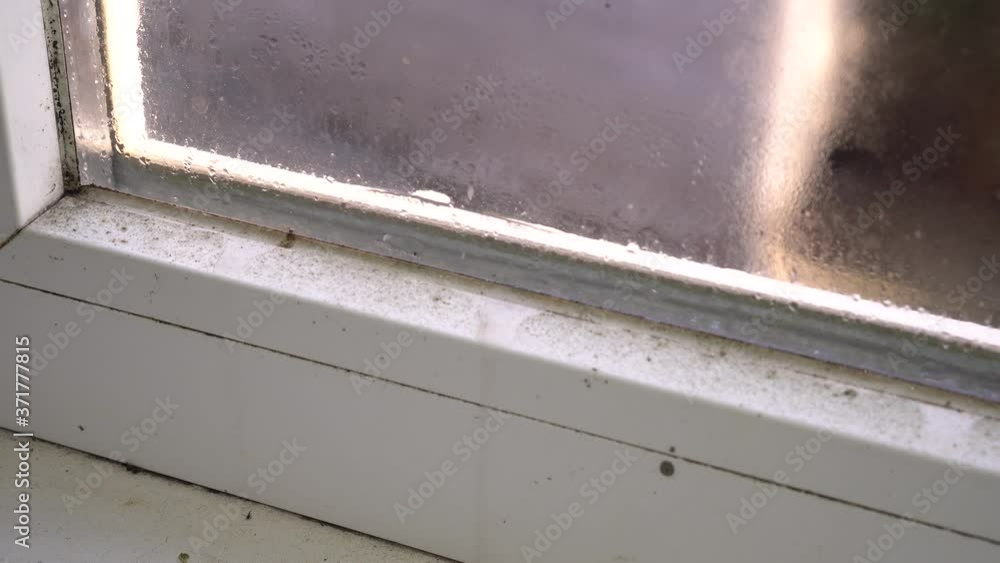 Black mold growth on window frame. Condensation on the glass. Moisture ...