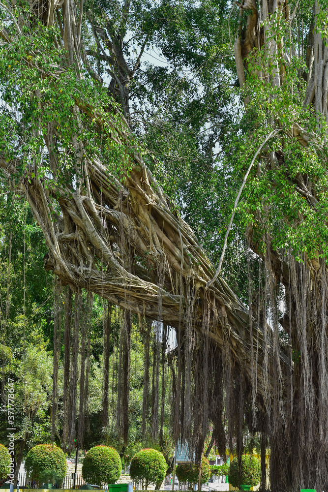 big tree root in the jungle wild. amazing banyan root in deep tropical ...