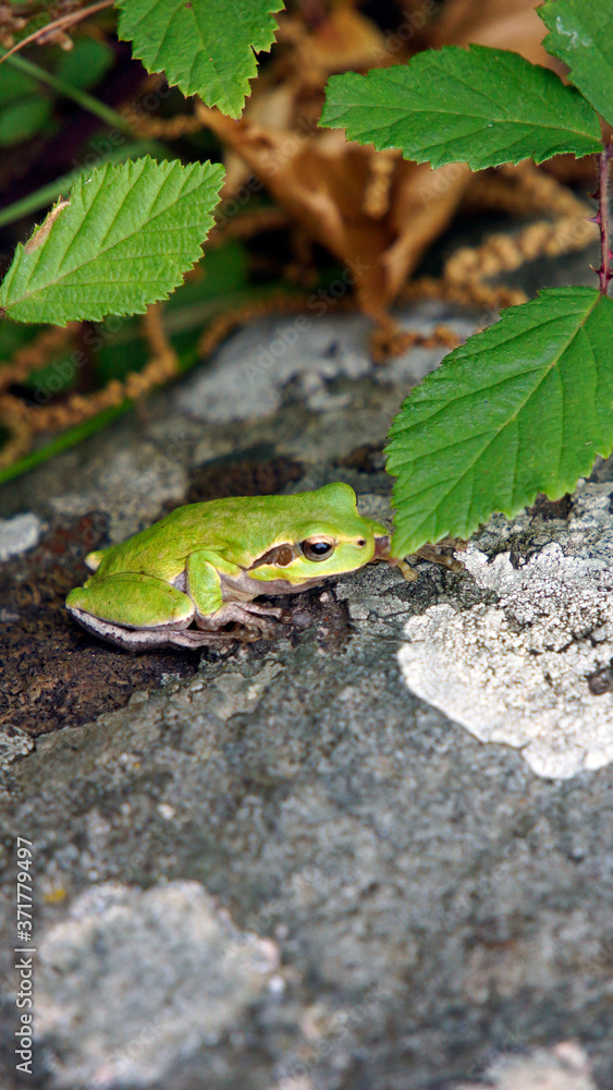 Rainette dans son milieu naturel en Corse, petite grenouille verte ...