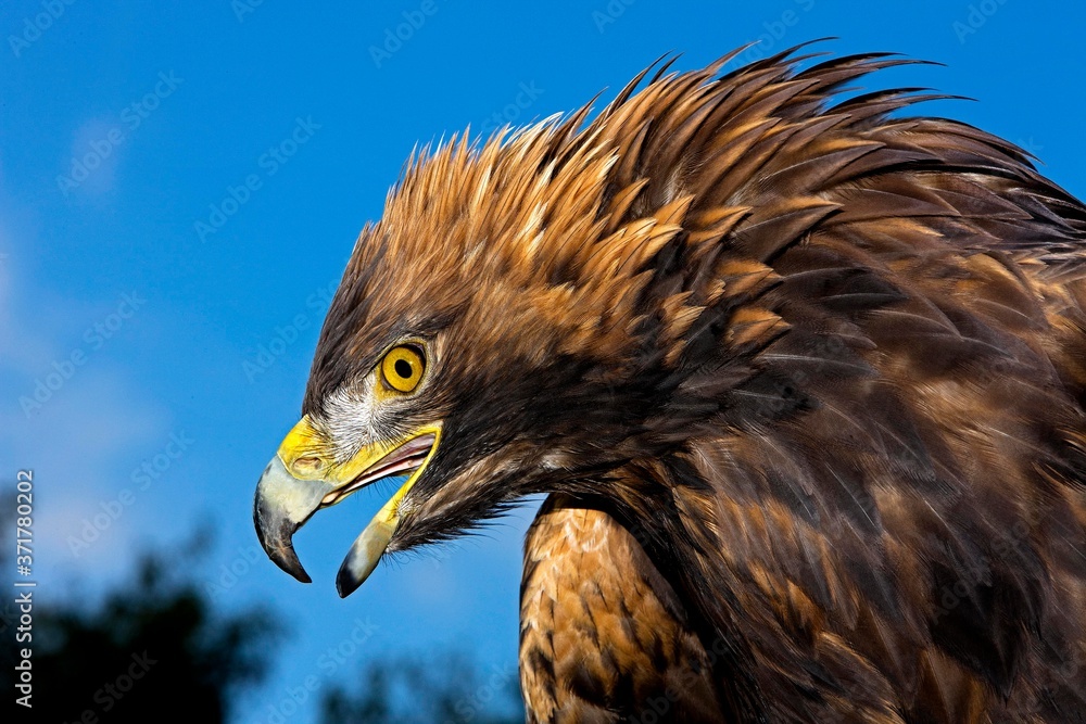 Golden Eagle Beak