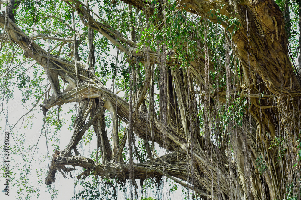big tree root in the jungle wild. amazing banyan root in deep tropical ...