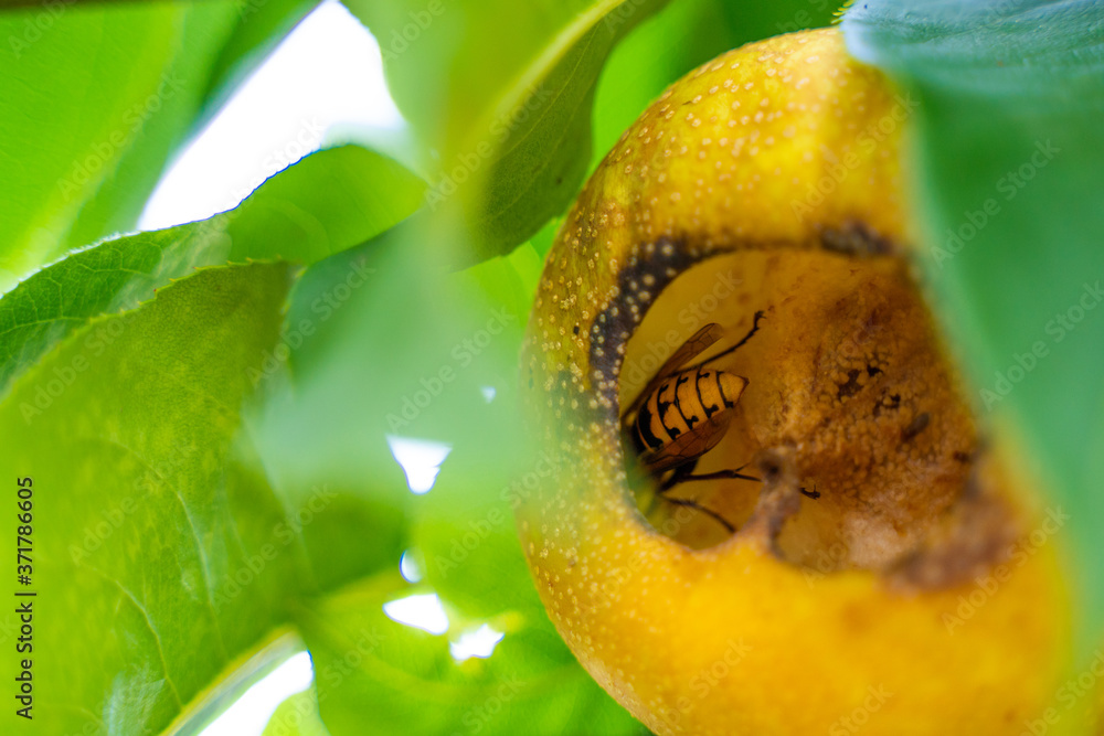 hornet and other insects eat pulp of Asian nashi pears Stock Photo ...