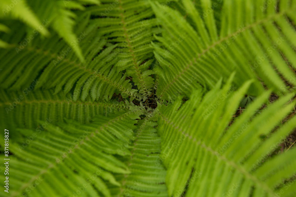 Beautiful ferns leaves green foliage nature. Floral fern background ...