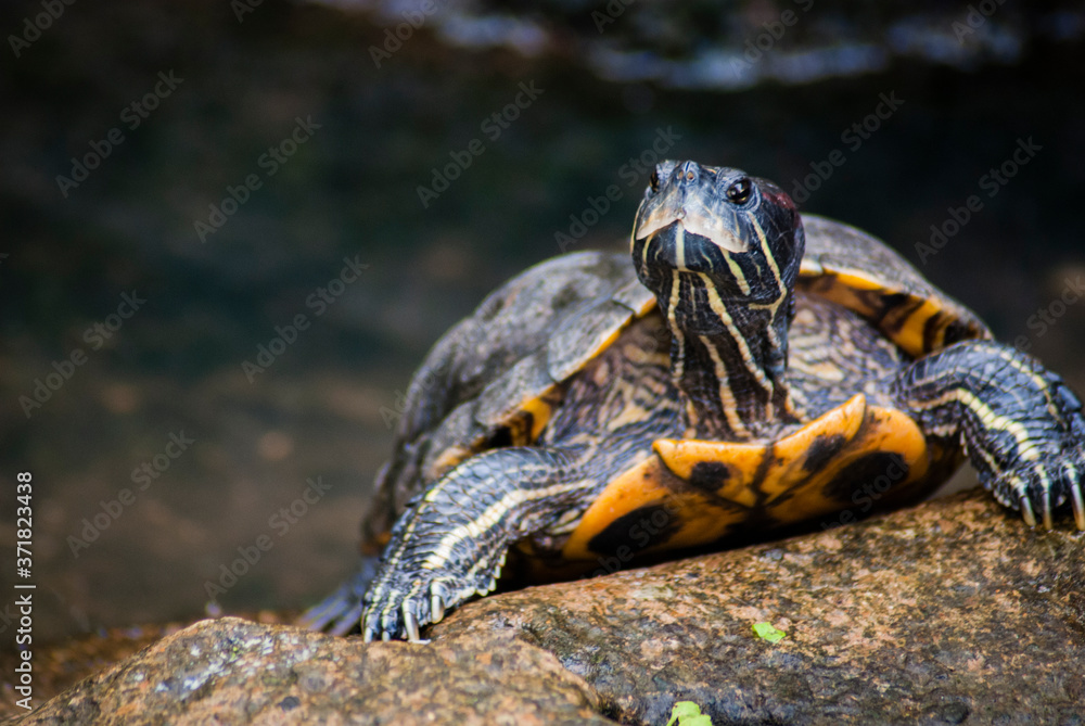 Foto de Brazilian turtle or Red-eared slider / terrapin sunbathing. Red ...
