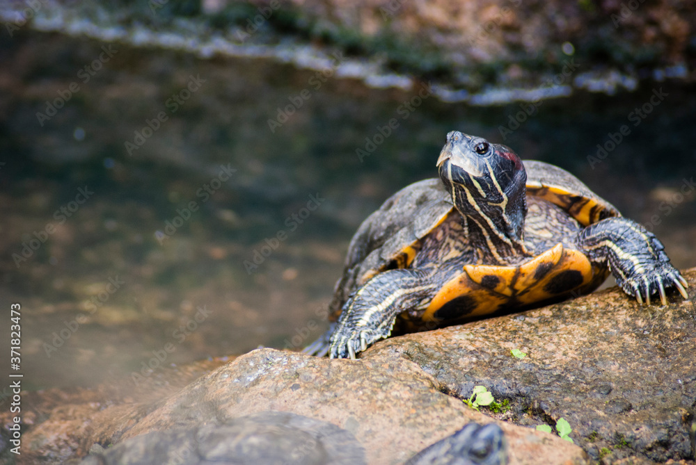 Brazilian turtle or Red-eared slider / terrapin sunbathing. Red-eared ...
